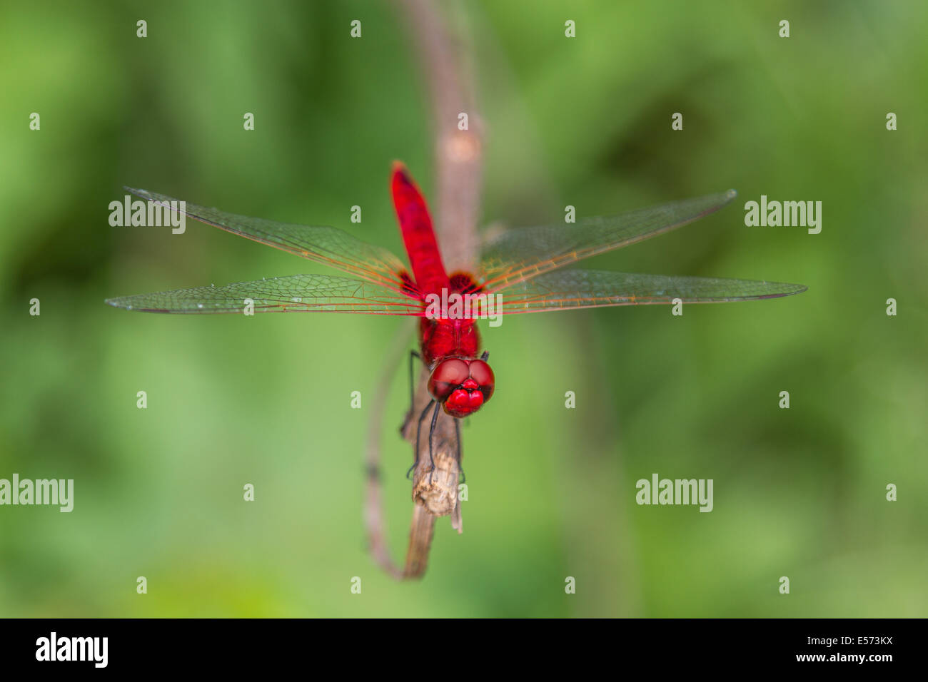 A Red Dragonfly in the sun Stock Photo - Alamy