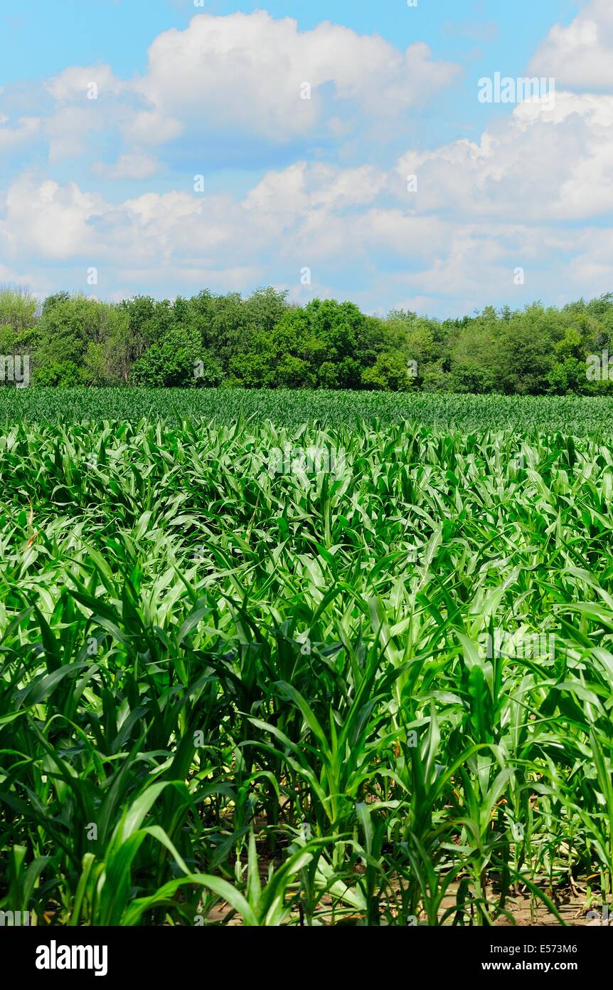 Cornfield Illinois High Resolution Stock Photography and Images - Alamy