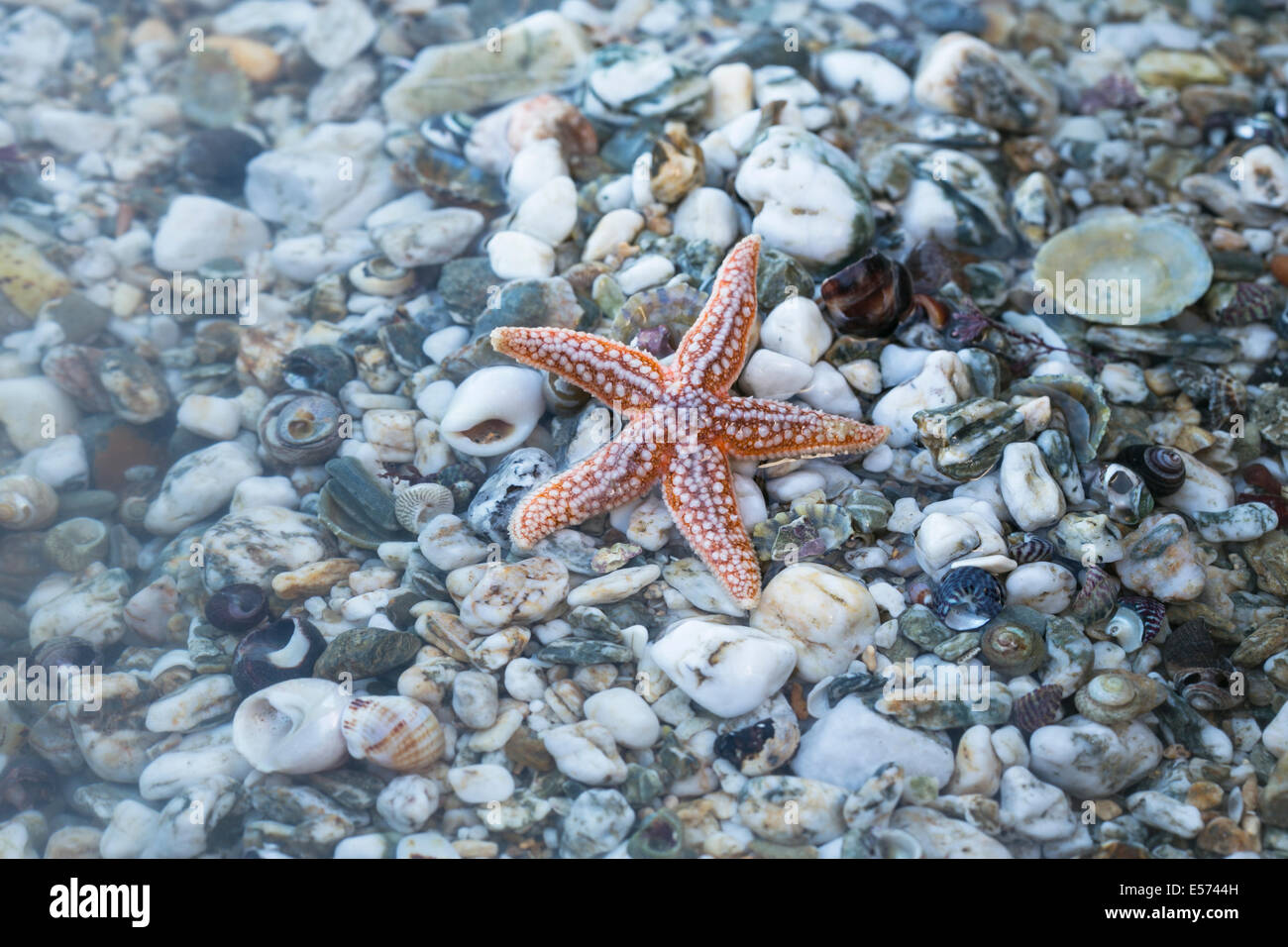 Small Fish In Rock Pools at Lorelei Rios blog