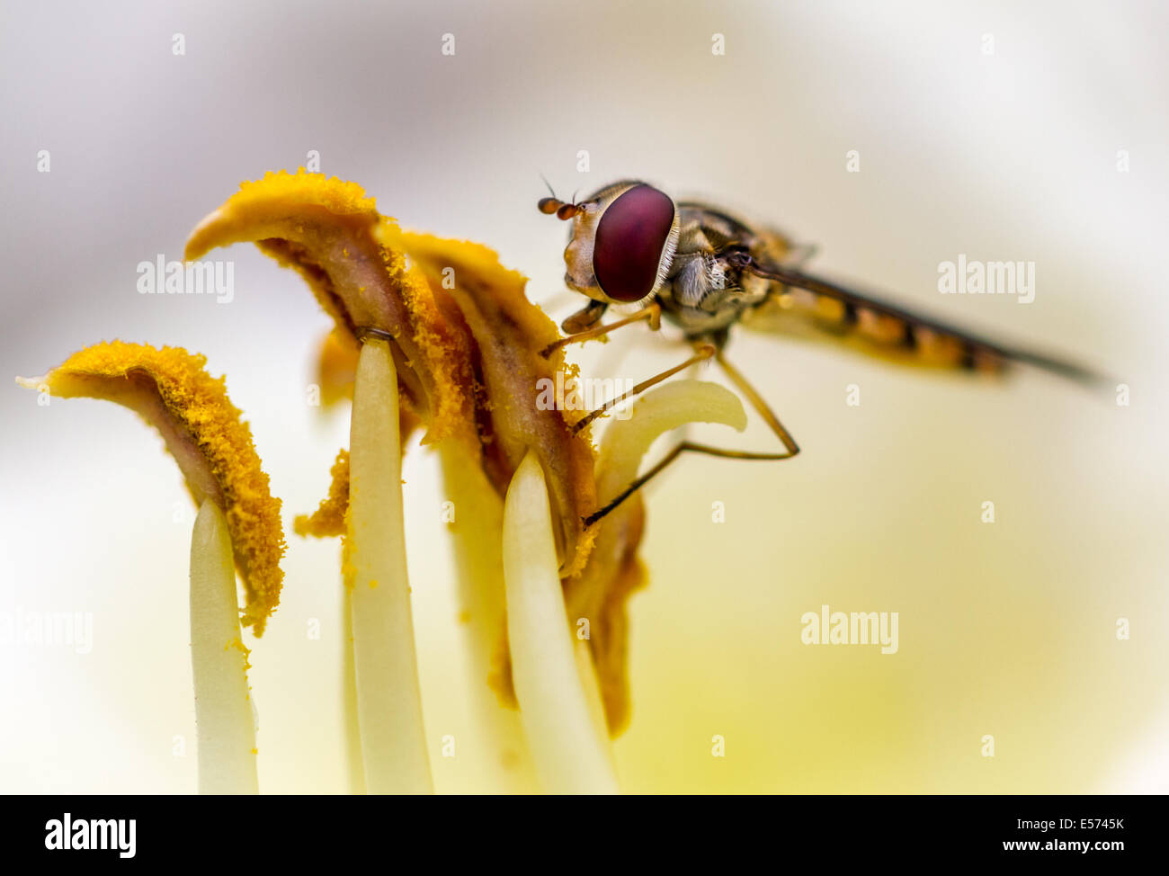 Big fly hoverfly on flower hi-res stock photography and images - Alamy