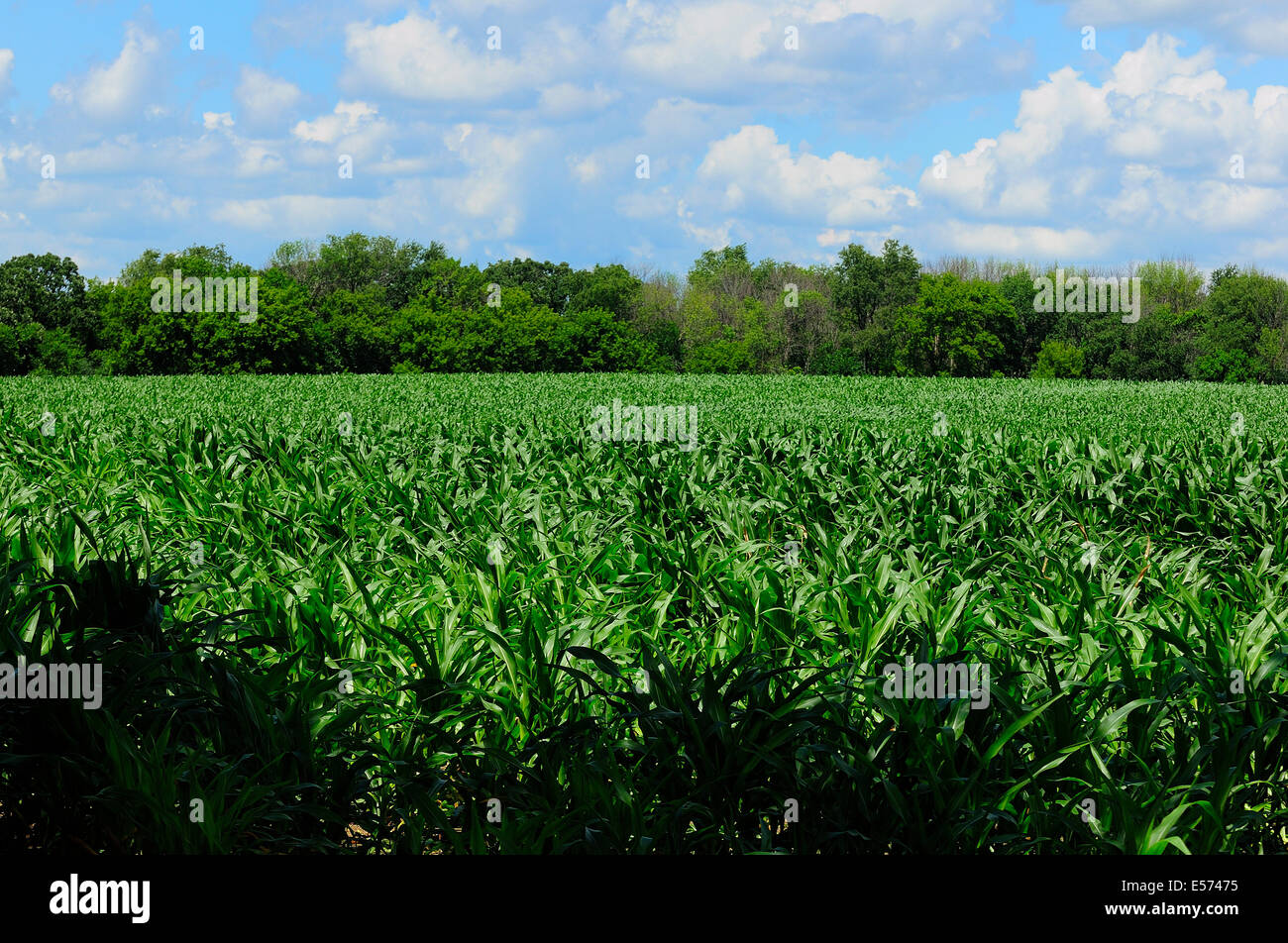 Cornfield illinois hi-res stock photography and images - Alamy