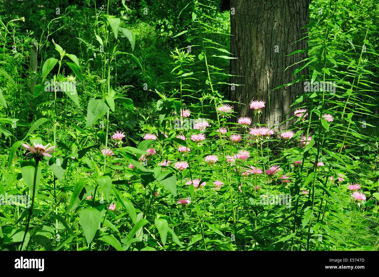 Wildflowers growing next to tree Stock Photo - Alamy