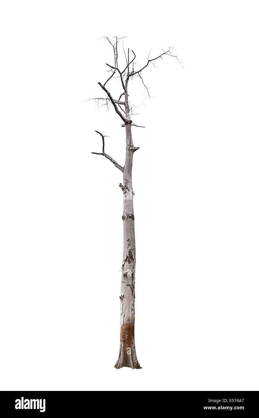 Dead tree trunk white Cut Out Stock Images & Pictures - Alamy