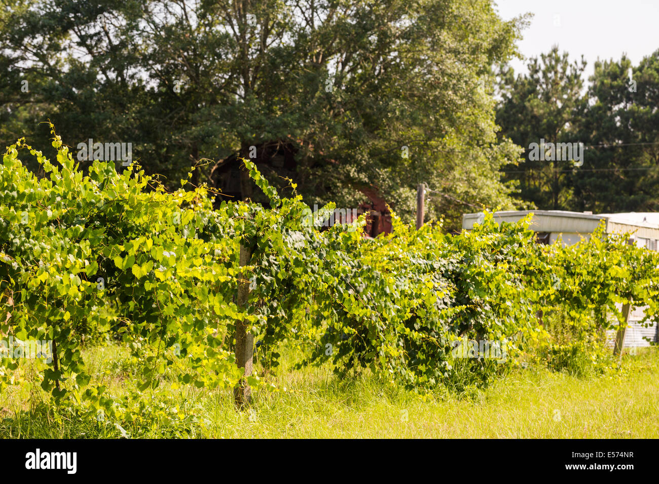 Winery on old Southern farm in July Stock Photo - Alamy
