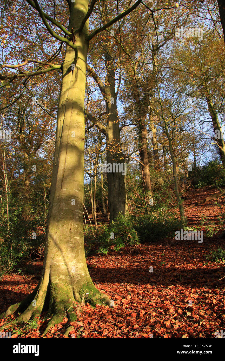 Beech trees and bronze leaves on ground in late autumn, close to Wreay ...