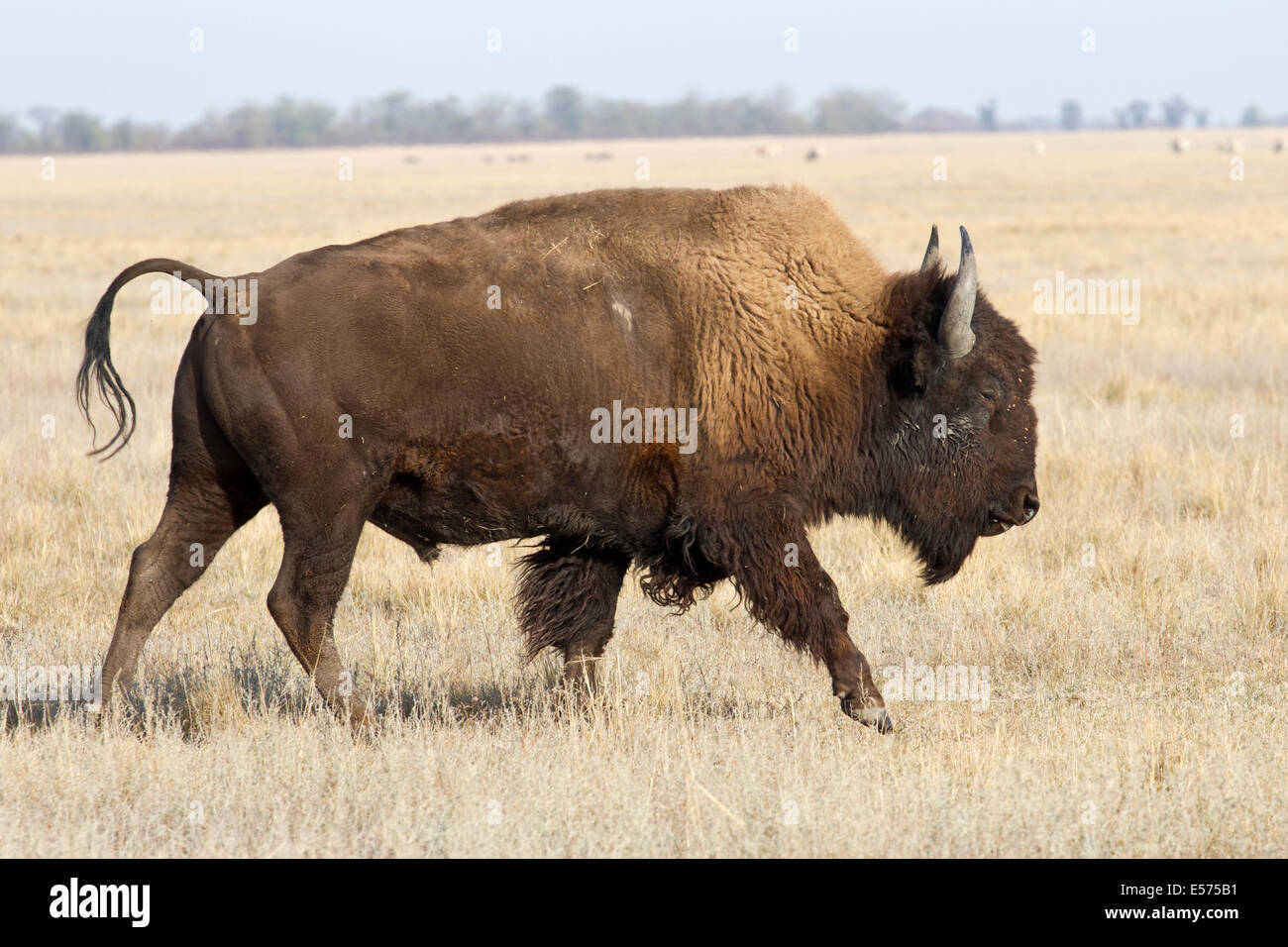 North American bison male who goes by the Ukrainian steppes Stock Photo ...