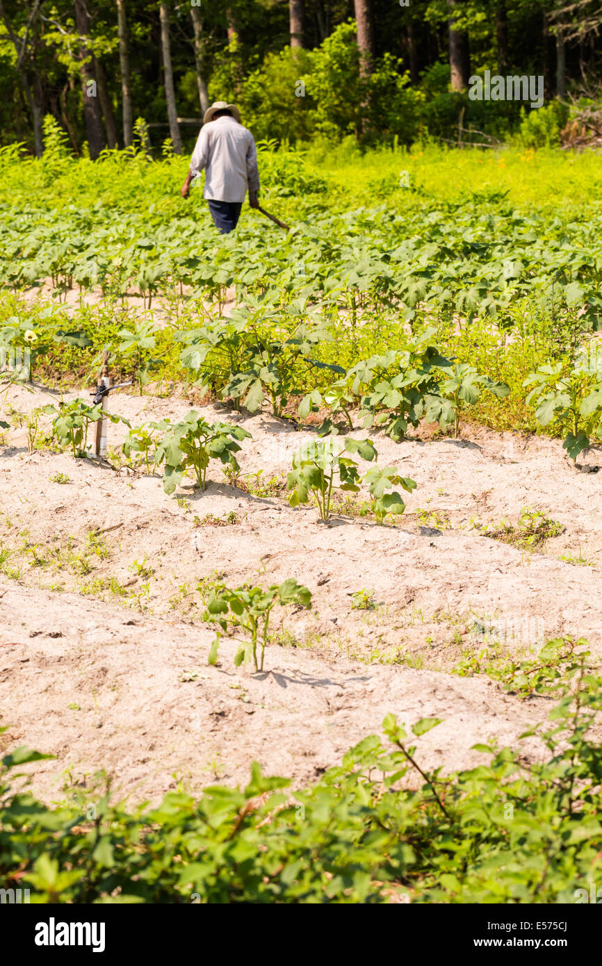 Farmer weeding his crop on old Southren farm Stock Photo - Alamy