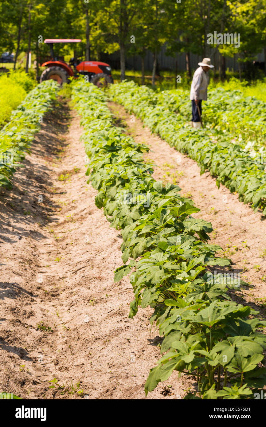 Farmer weeding his crop on old Southren farm Stock Photo - Alamy