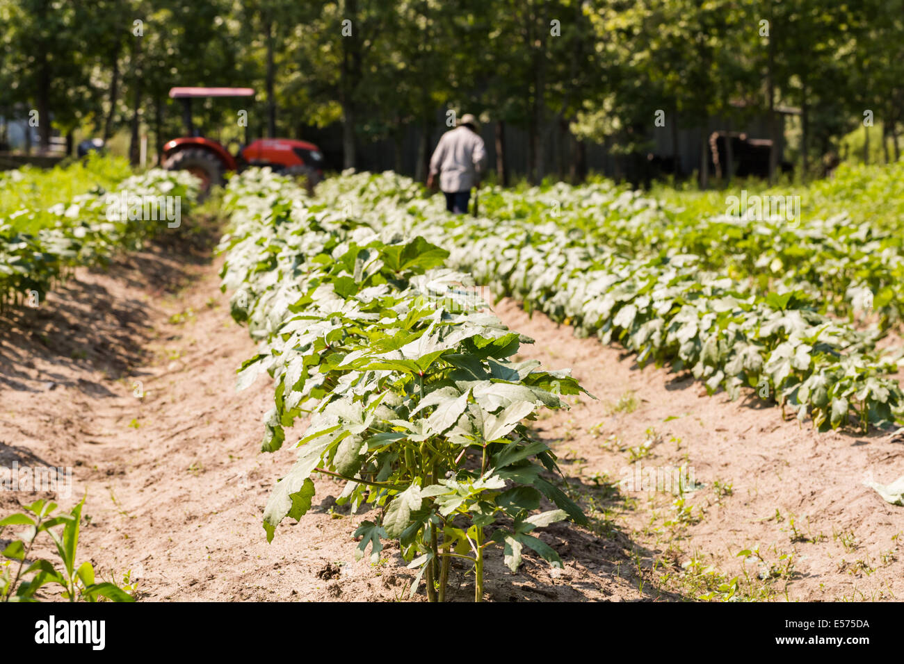 Farmer weeding his crop on old Southren farm Stock Photo - Alamy