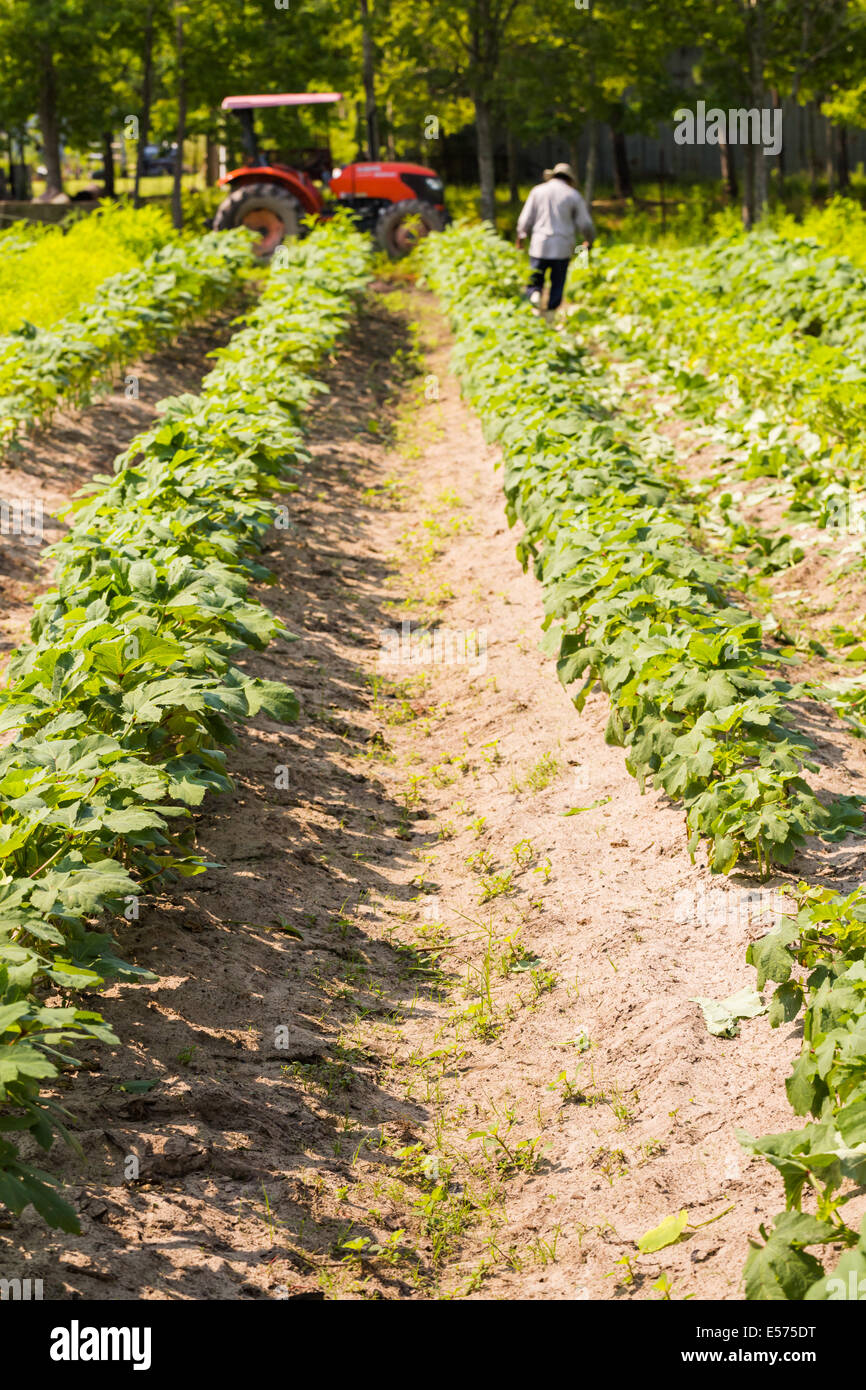 Farmer weeding his crop on old Southren farm Stock Photo - Alamy