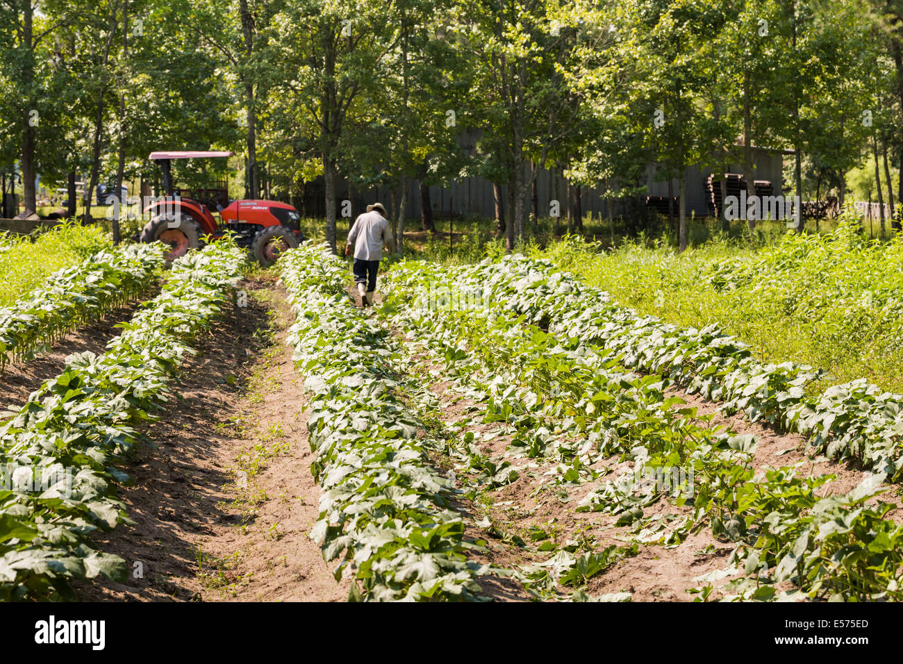 Farmer weeding his crop on old Southren farm Stock Photo - Alamy