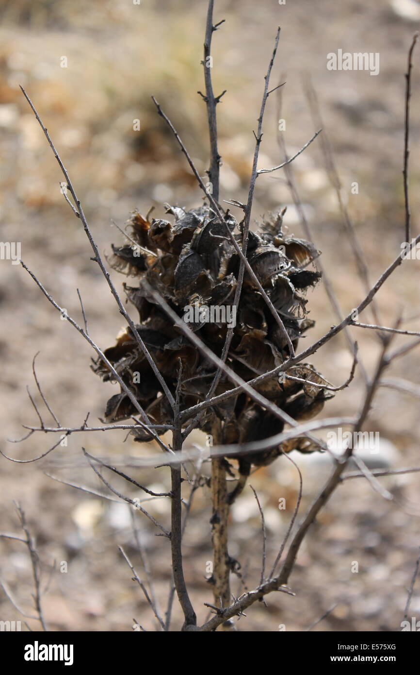 Yucca seed pod hi-res stock photography and images - Alamy
