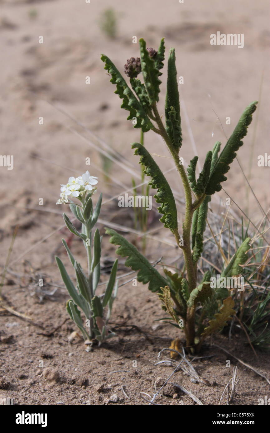 Flower ecology plant ecology hi-res stock photography and images - Alamy