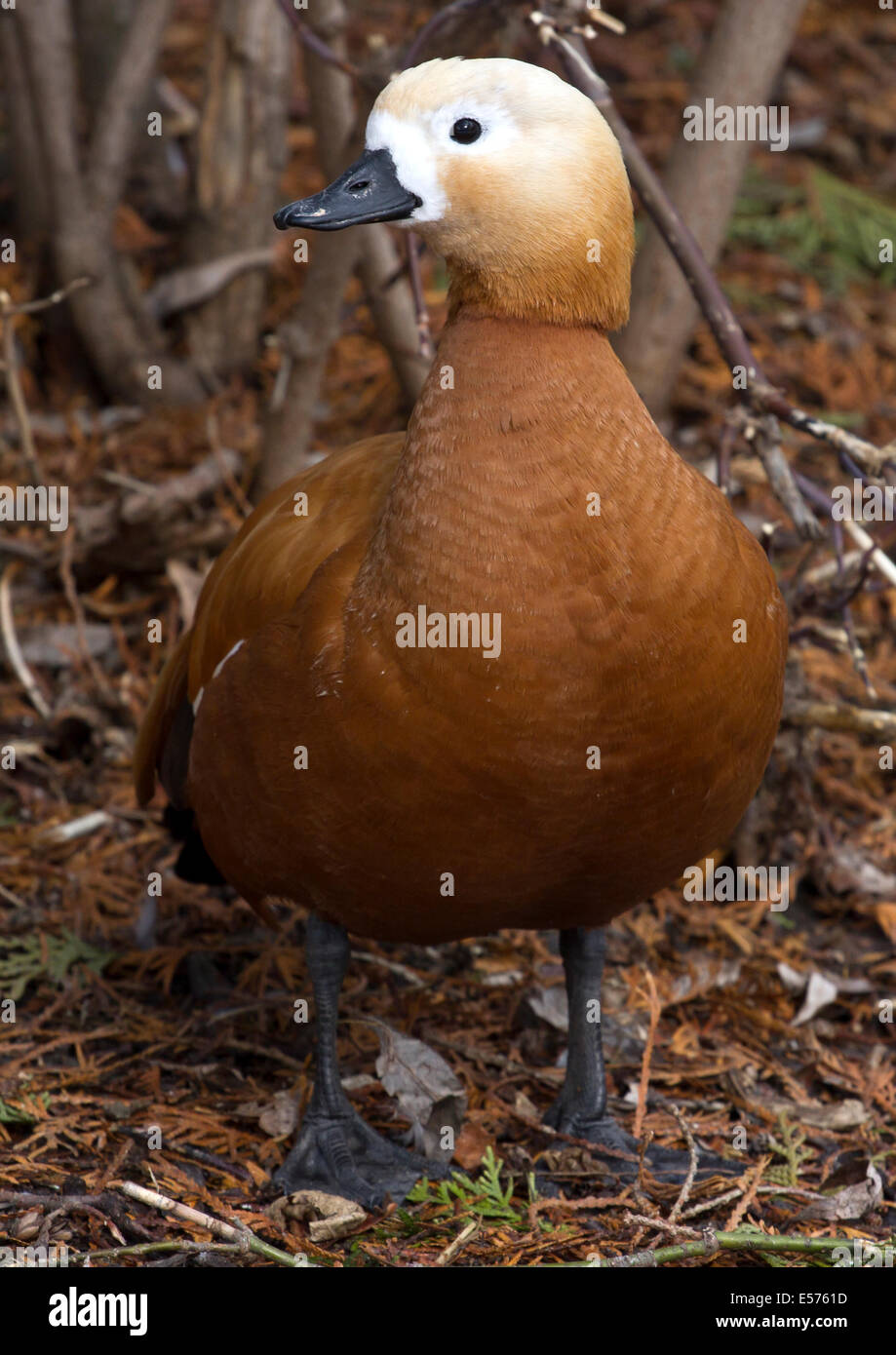 Bush duck hi-res stock photography and images - Alamy
