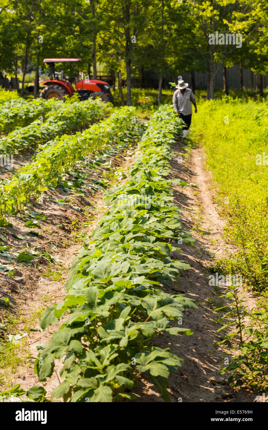 Farmer weeding his crop on old Southren farm Stock Photo - Alamy