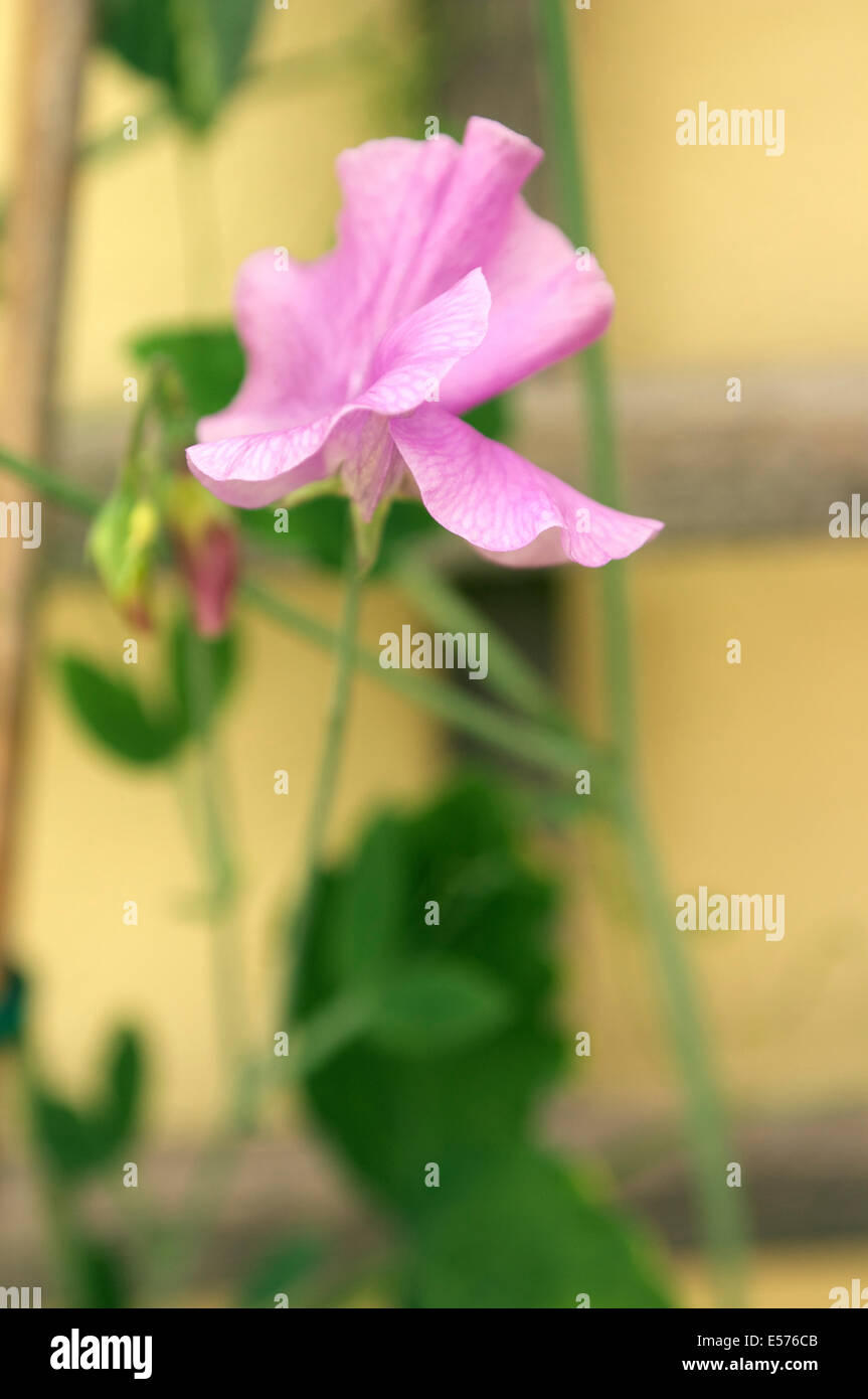 A Pink Sweet Pea flower and red buds against a trellis in soft focus ...