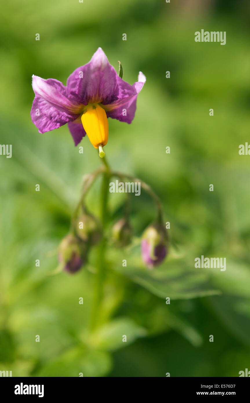 Potato Flower Diagram