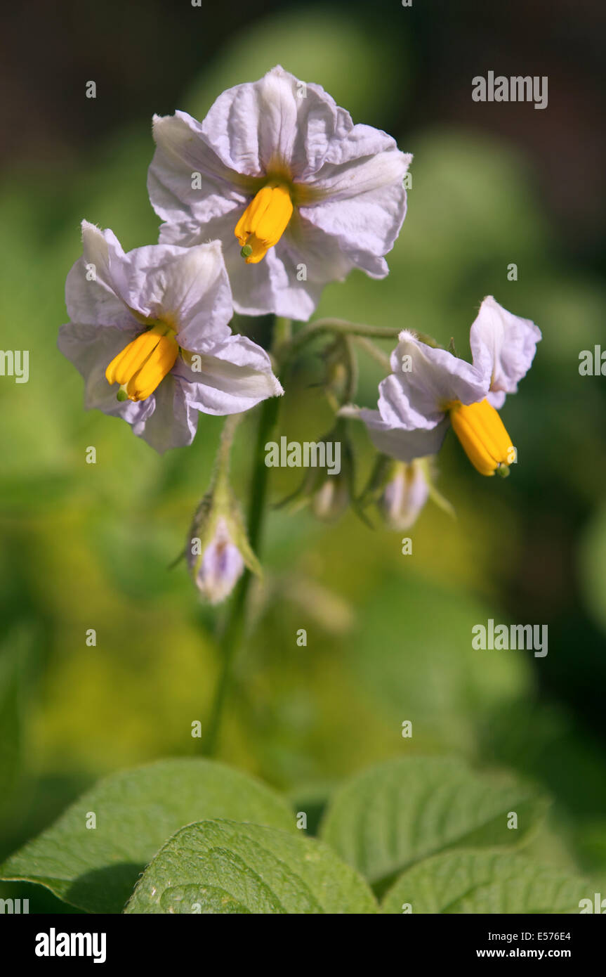 Potato flower hi-res stock photography and images - Alamy