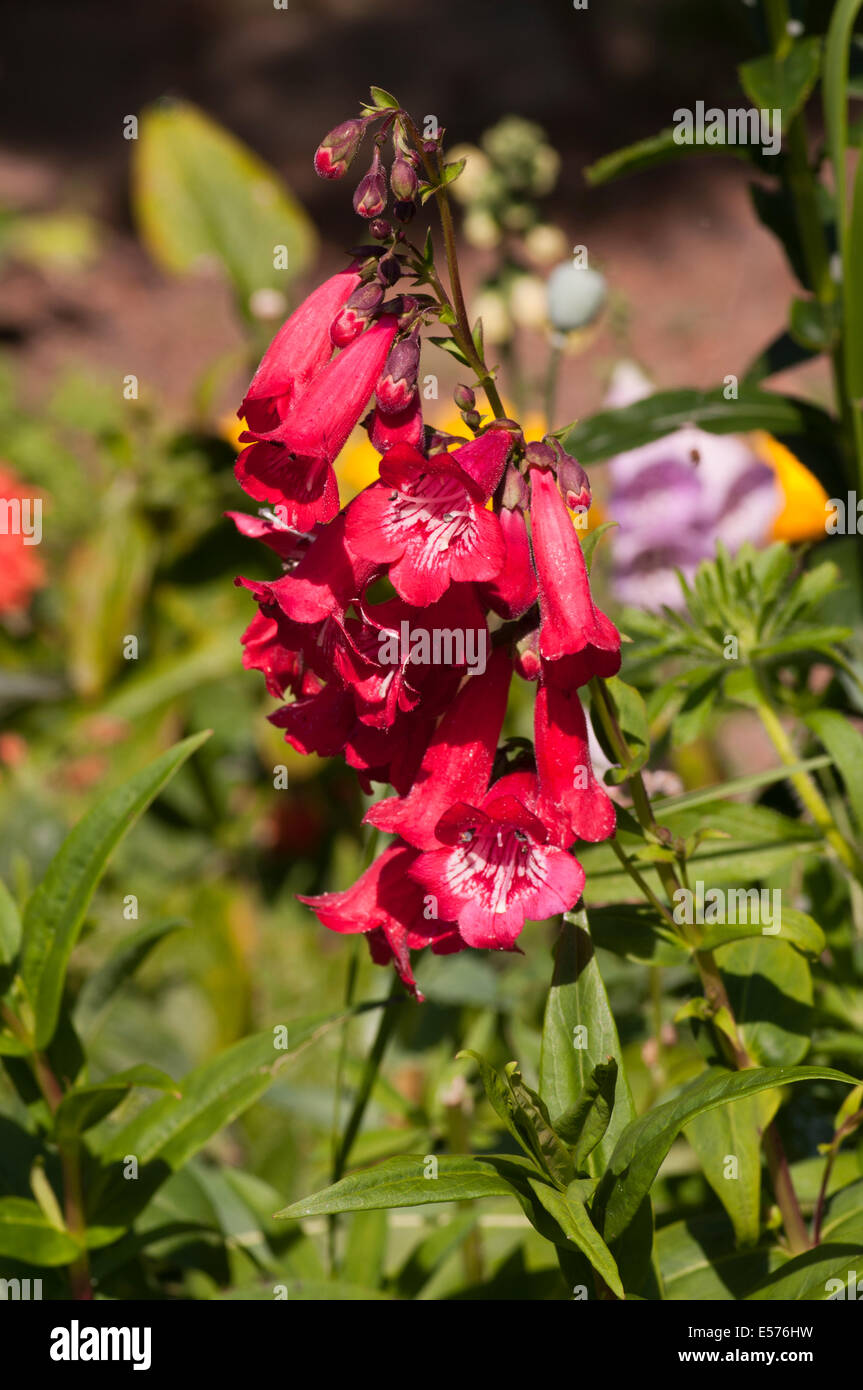 Penstemon red flowers plants hi-res stock photography and images - Alamy