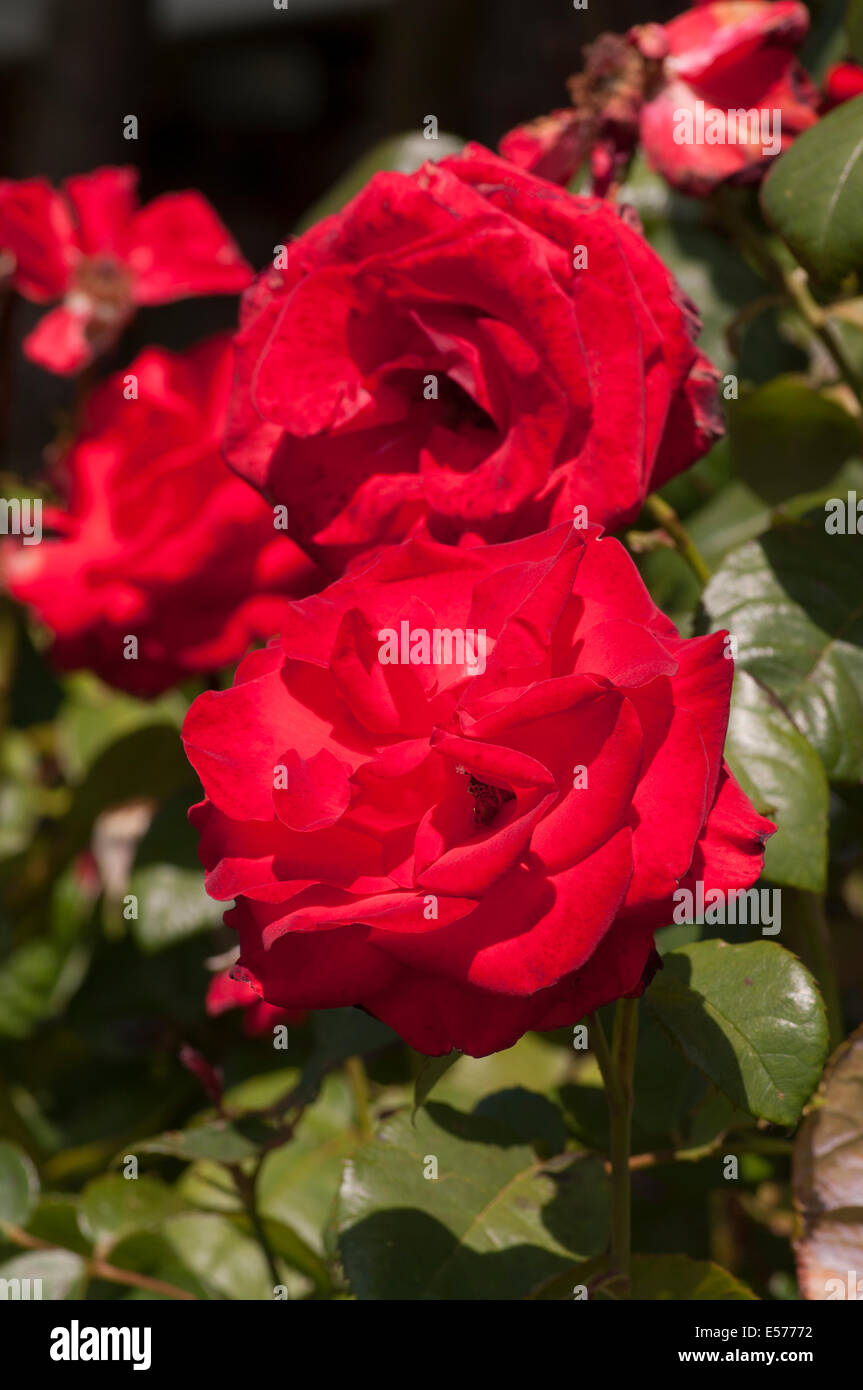 Red Roses ( Focus on the bottom one Stock Photo - Alamy