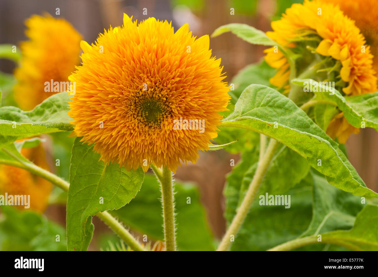 Yellow Sunflower " Helianthus Stock Photo - Alamy