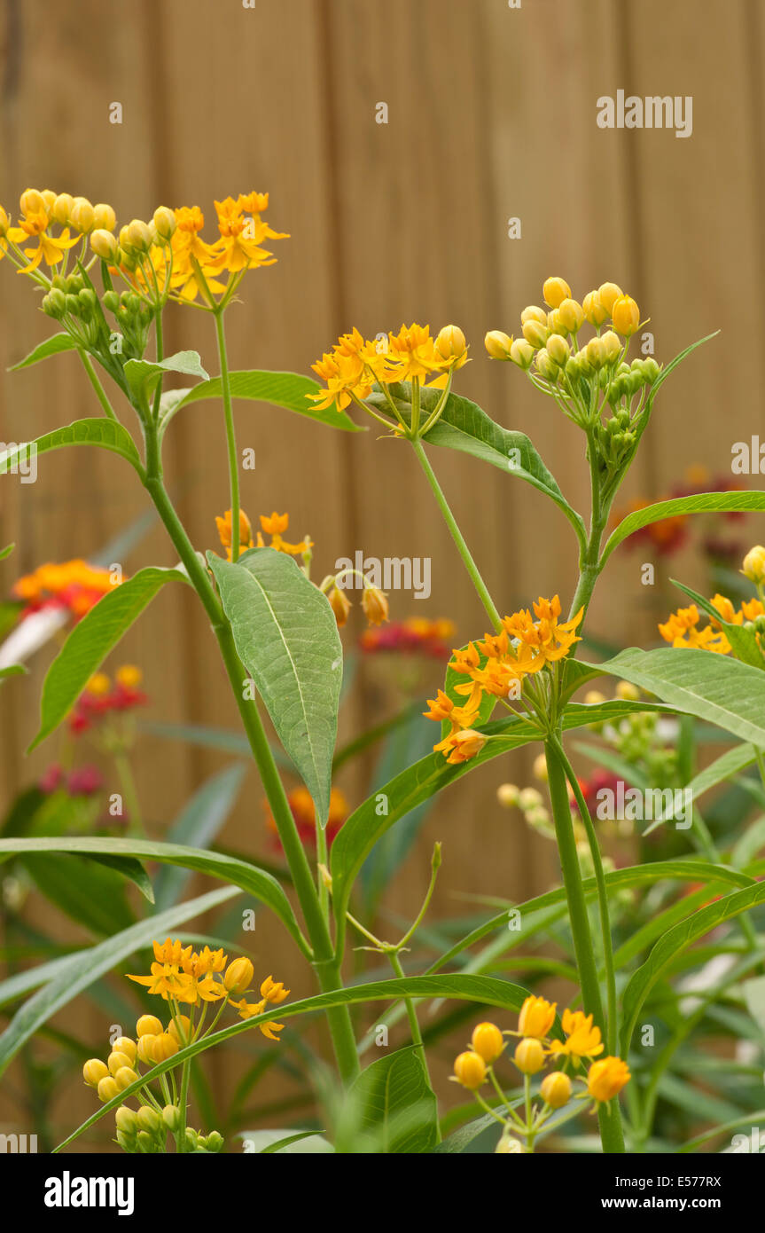 Yellow Asclepias Tuberosa species of Milkweed Commonly Known as ...