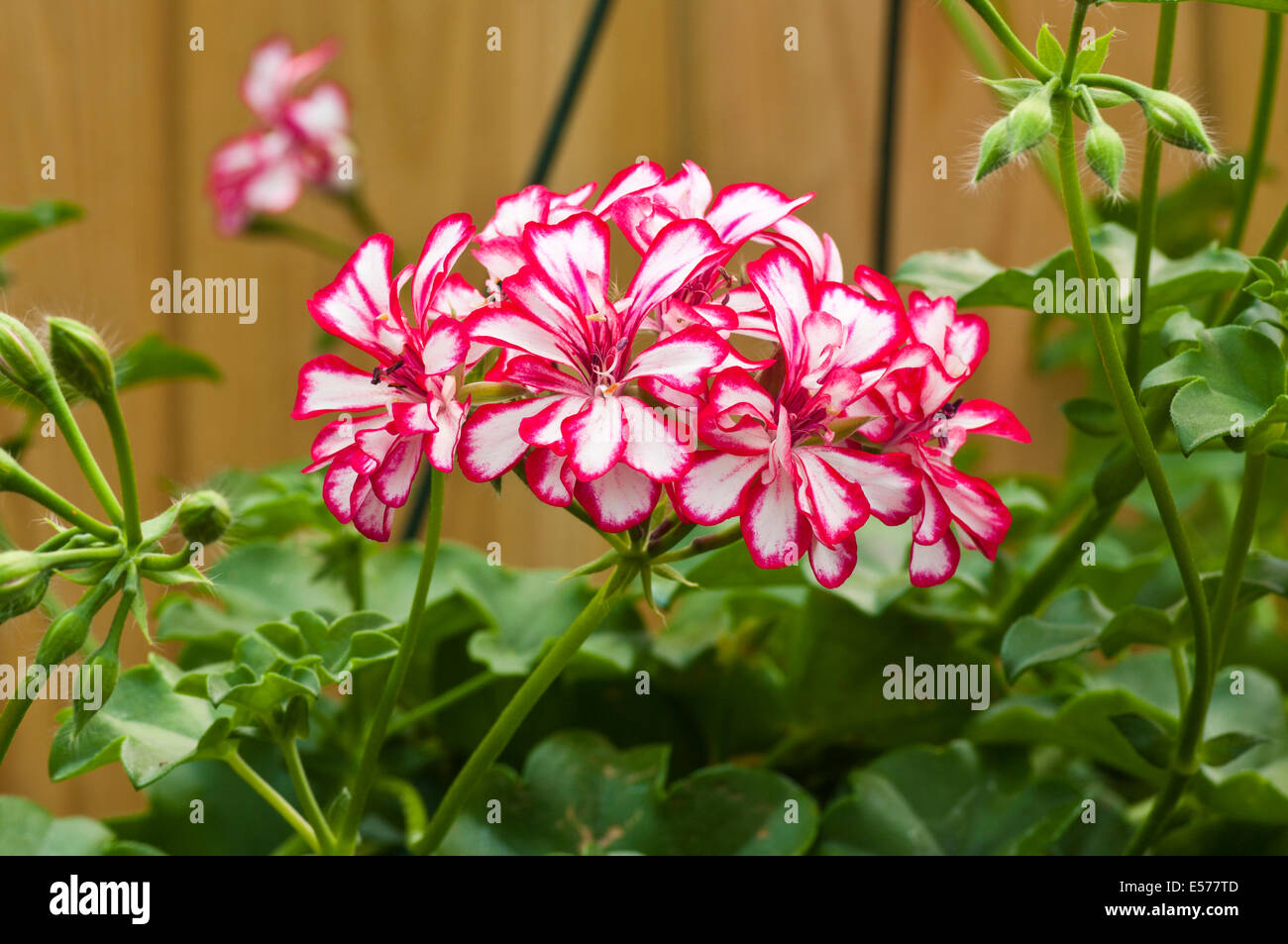 Pelargonium Peltatum White