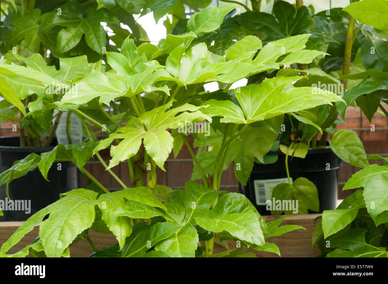 Foliage Of A fatsia Plant Commonly Known as Castor Oil Plant Stock ...