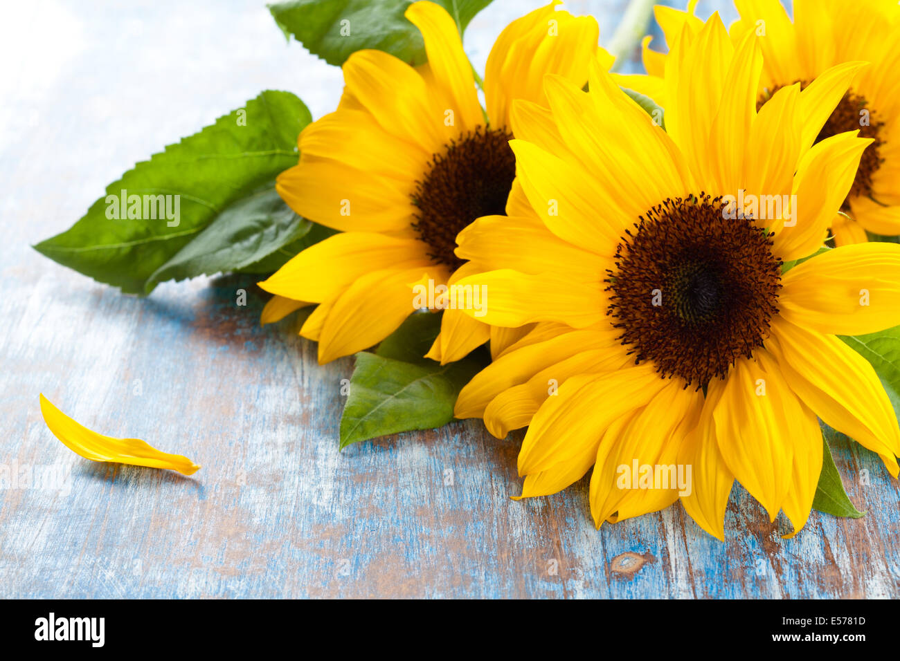 Stylized sunflower hi-res stock photography and images - Alamy
