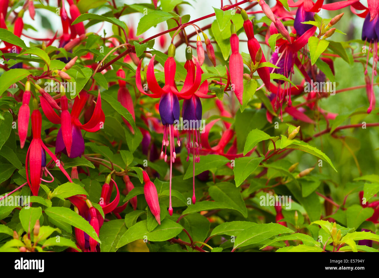 Summer purple and red flowers hi-res stock photography and images - Alamy