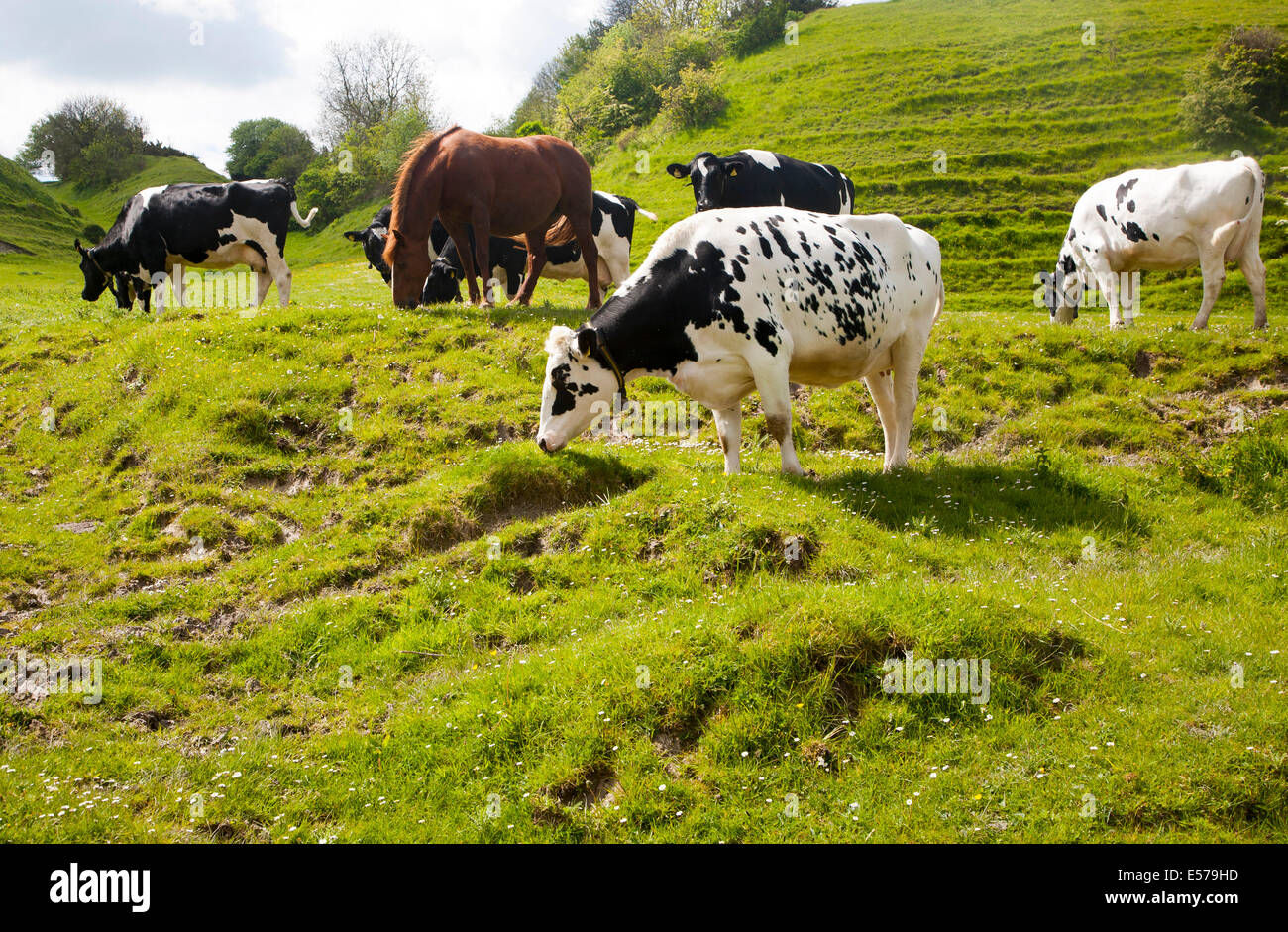 Herd of cattle grazing on chalk grassland Heddington, Wiltshire ...