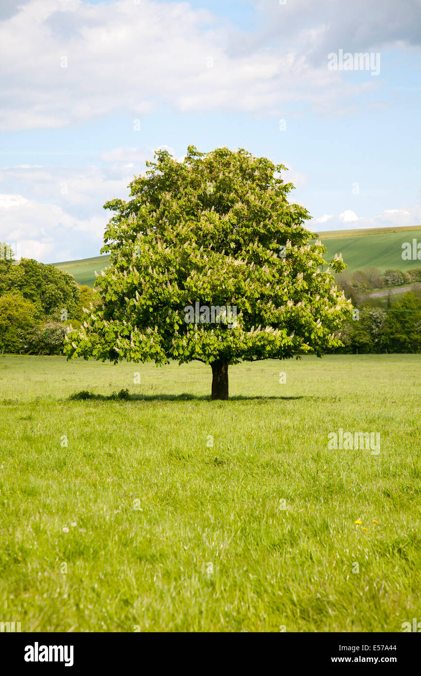 Candelabra summer flowers horse chestnut tree, Aesculus hippocastanum ...