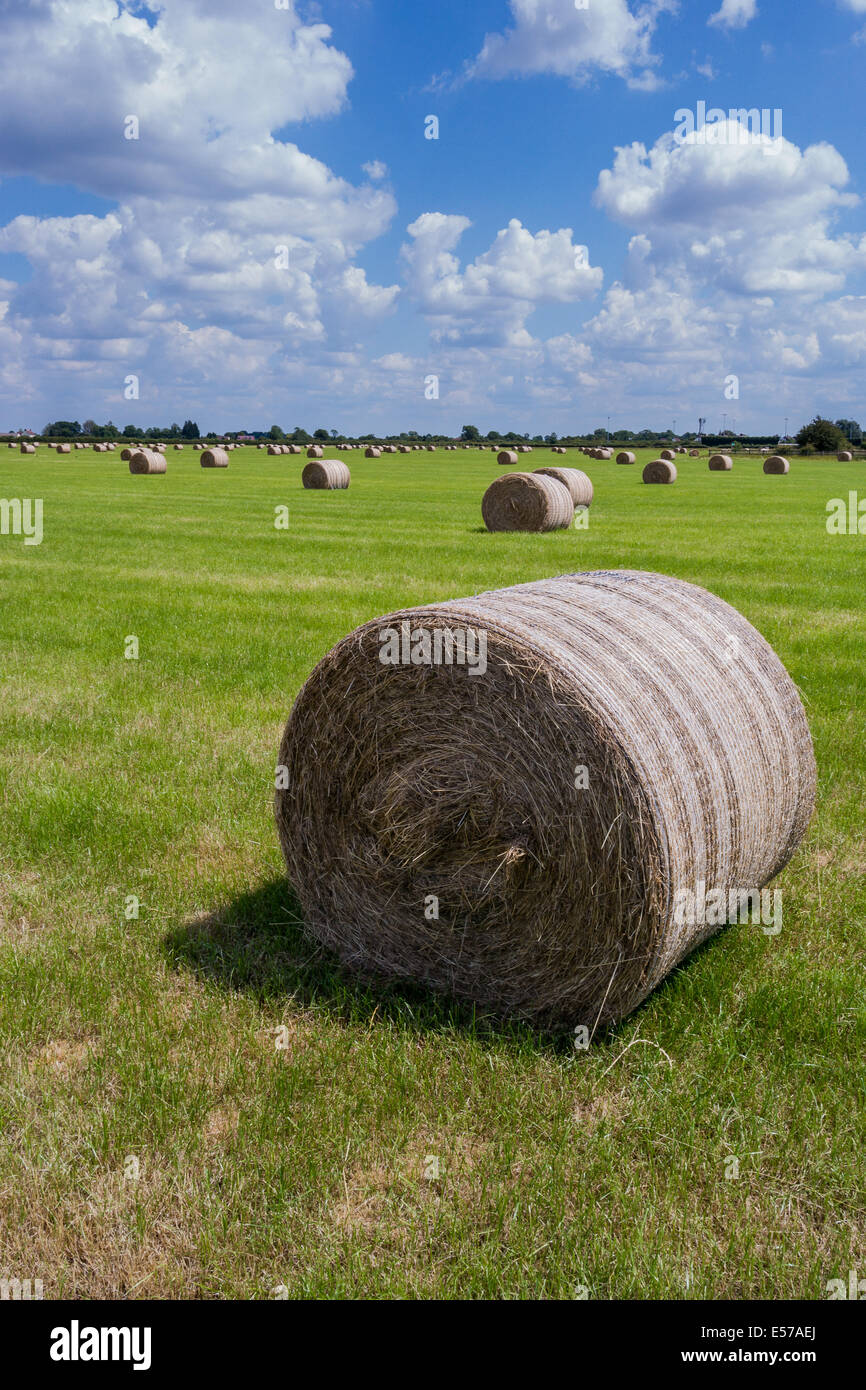 Baled grass hay hi-res stock photography and images - Alamy