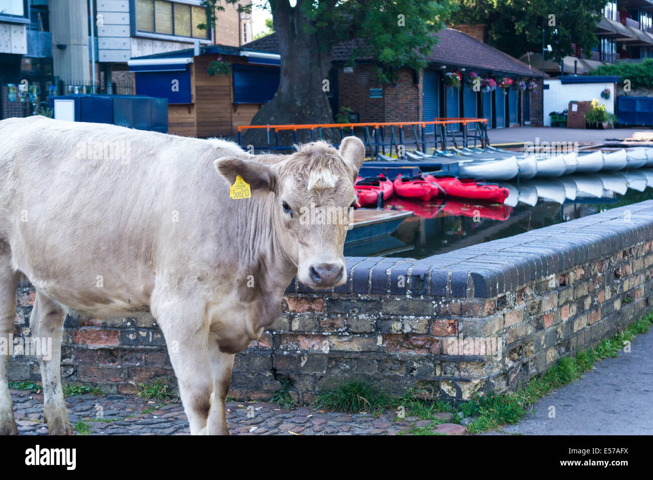 Cambridge Cow High Resolution Stock Photography and Images - Alamy