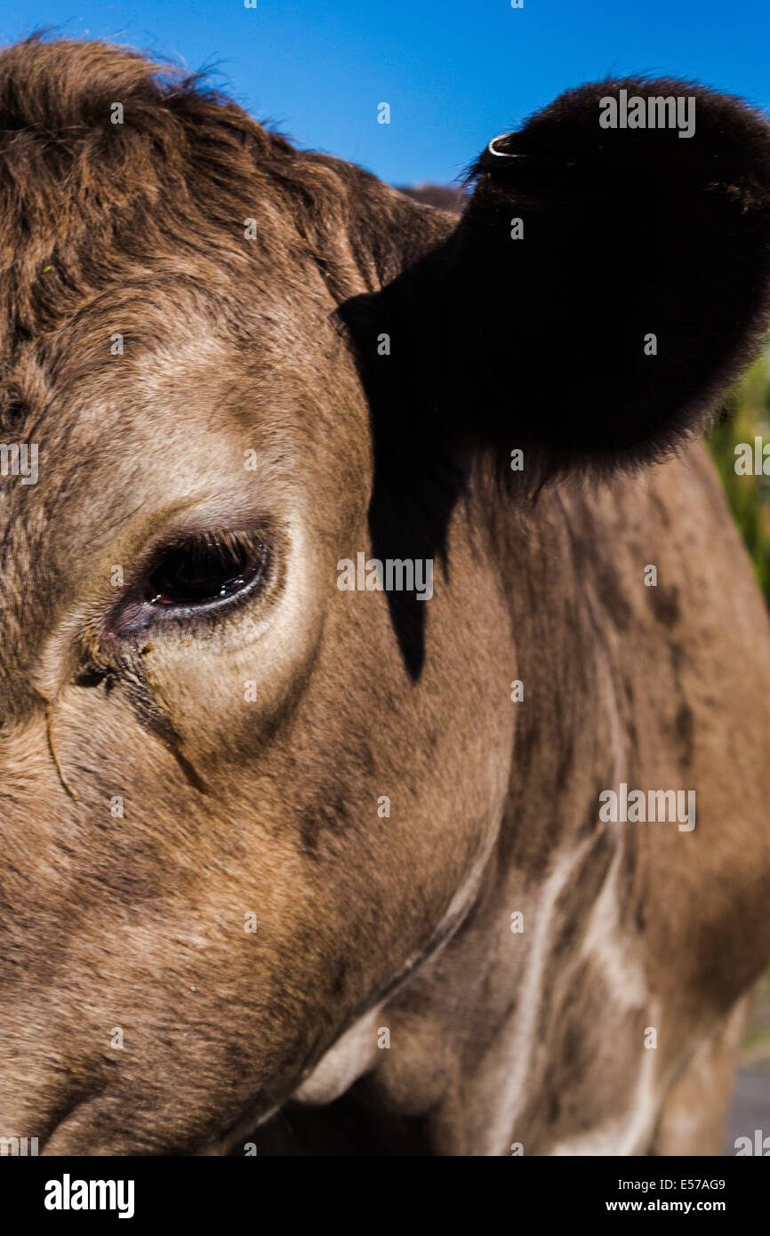 Cambridge cow hi-res stock photography and images - Alamy