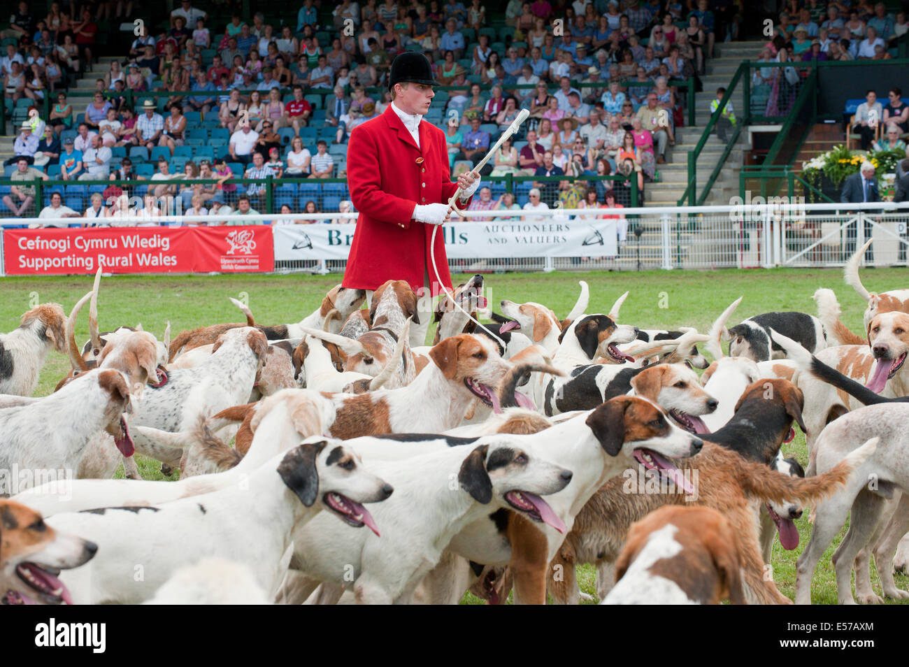Welsh hounds hi-res stock photography and images - Alamy