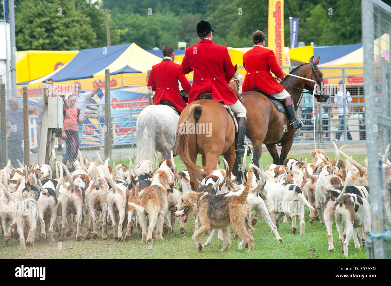 Welsh hounds dog hi-res stock photography and images - Alamy