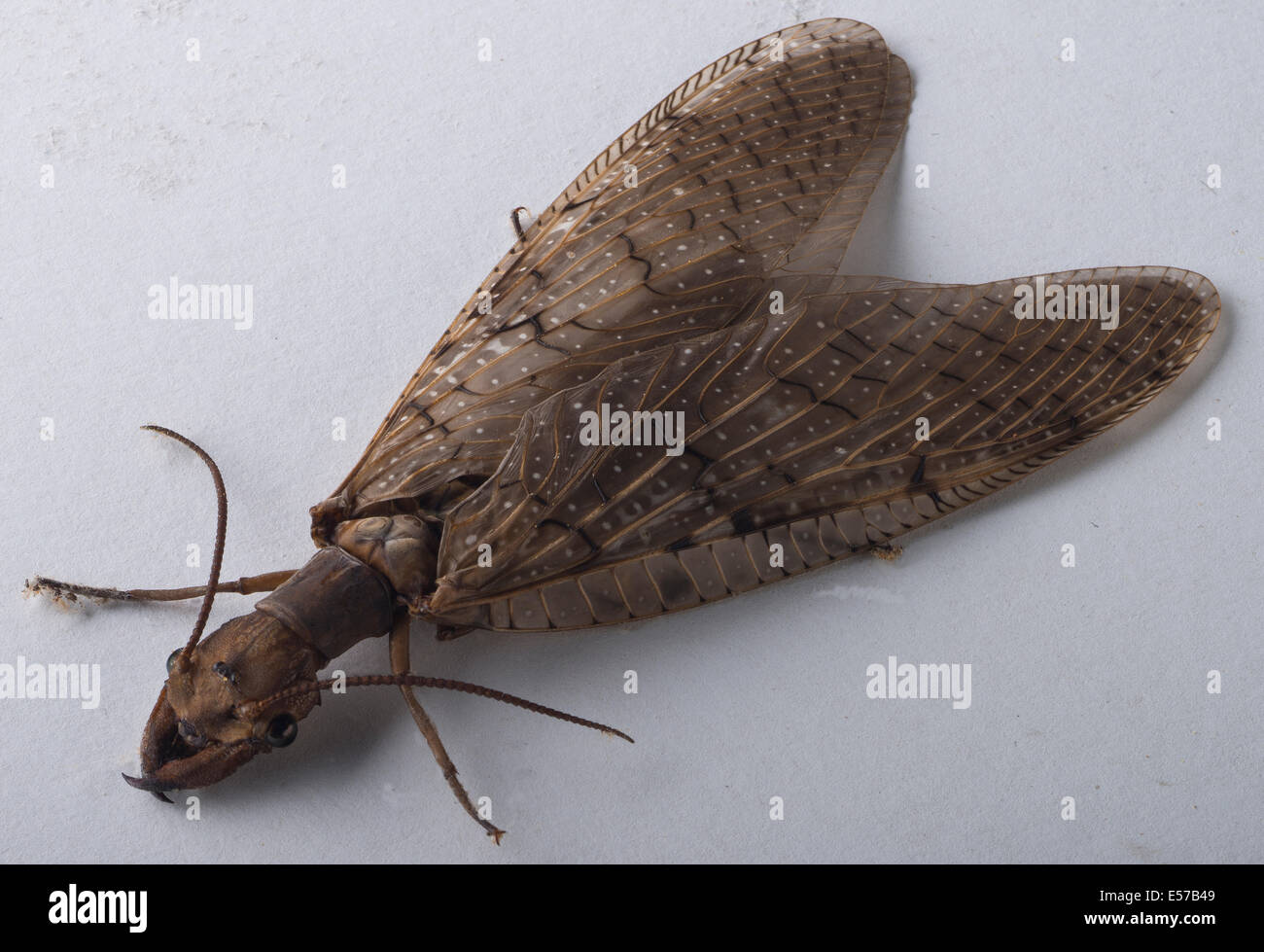 A top down photo of a 3.25 inch female Dobsonfly Stock Photo - Alamy