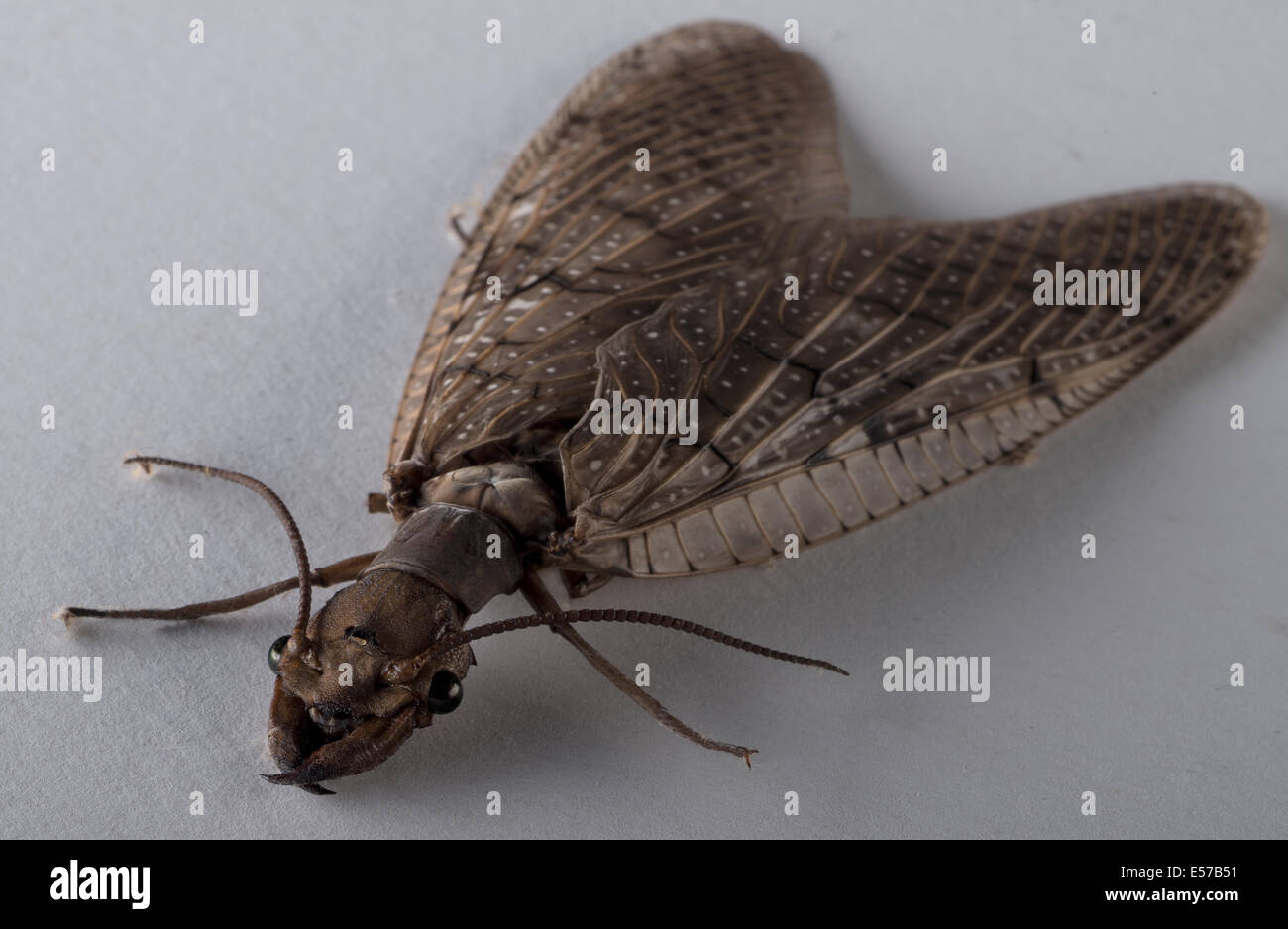 Dobsonfly hi-res stock photography and images - Alamy