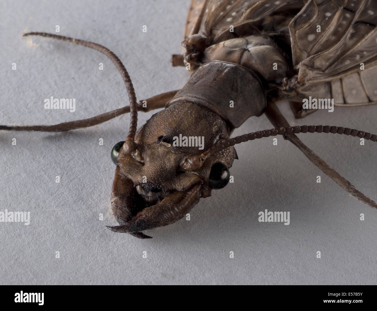 Dobsonfly insect close up kansas arkansas river hi-res stock ...