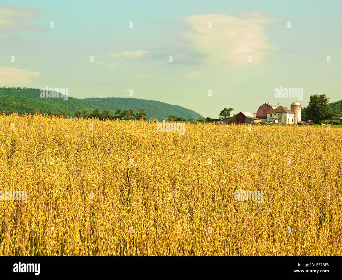 wheat farm on a beautiful summer day Stock Photo - Alamy