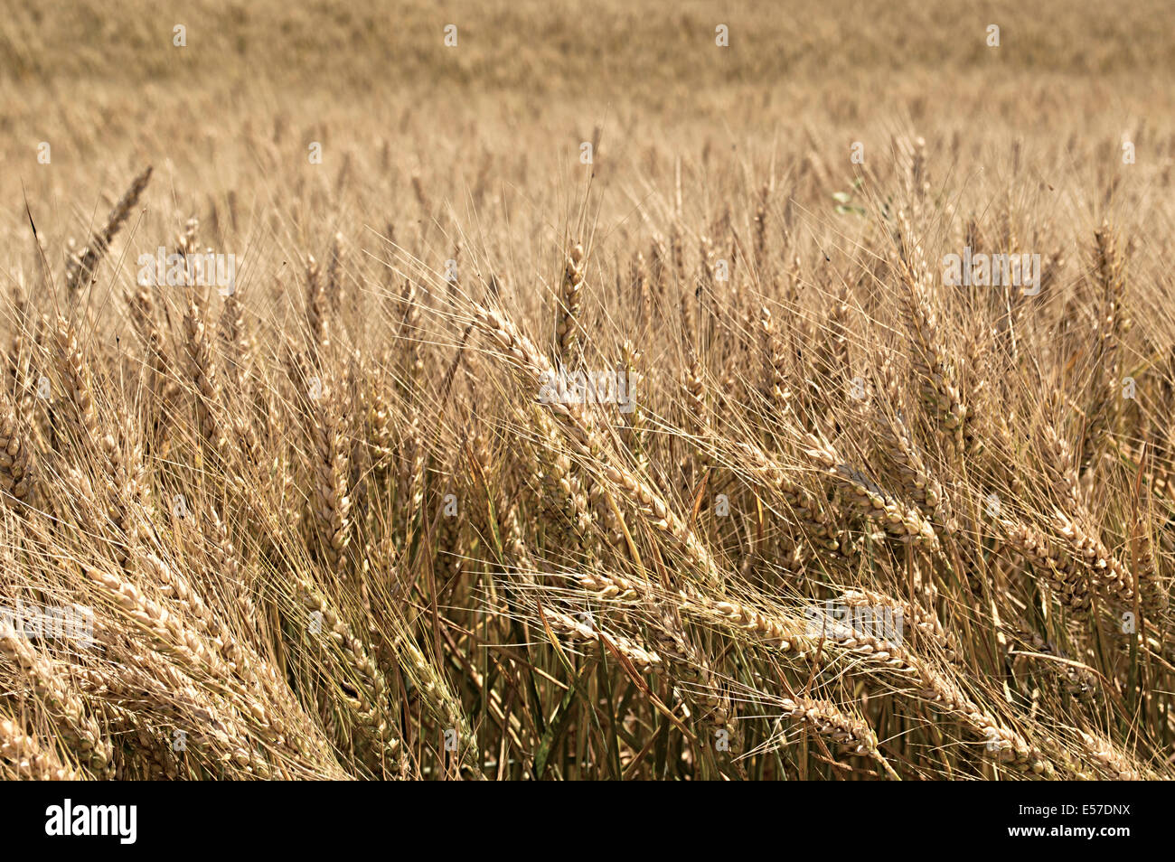 Golden wheat field. Agriculture rural scene Stock Photo - Alamy