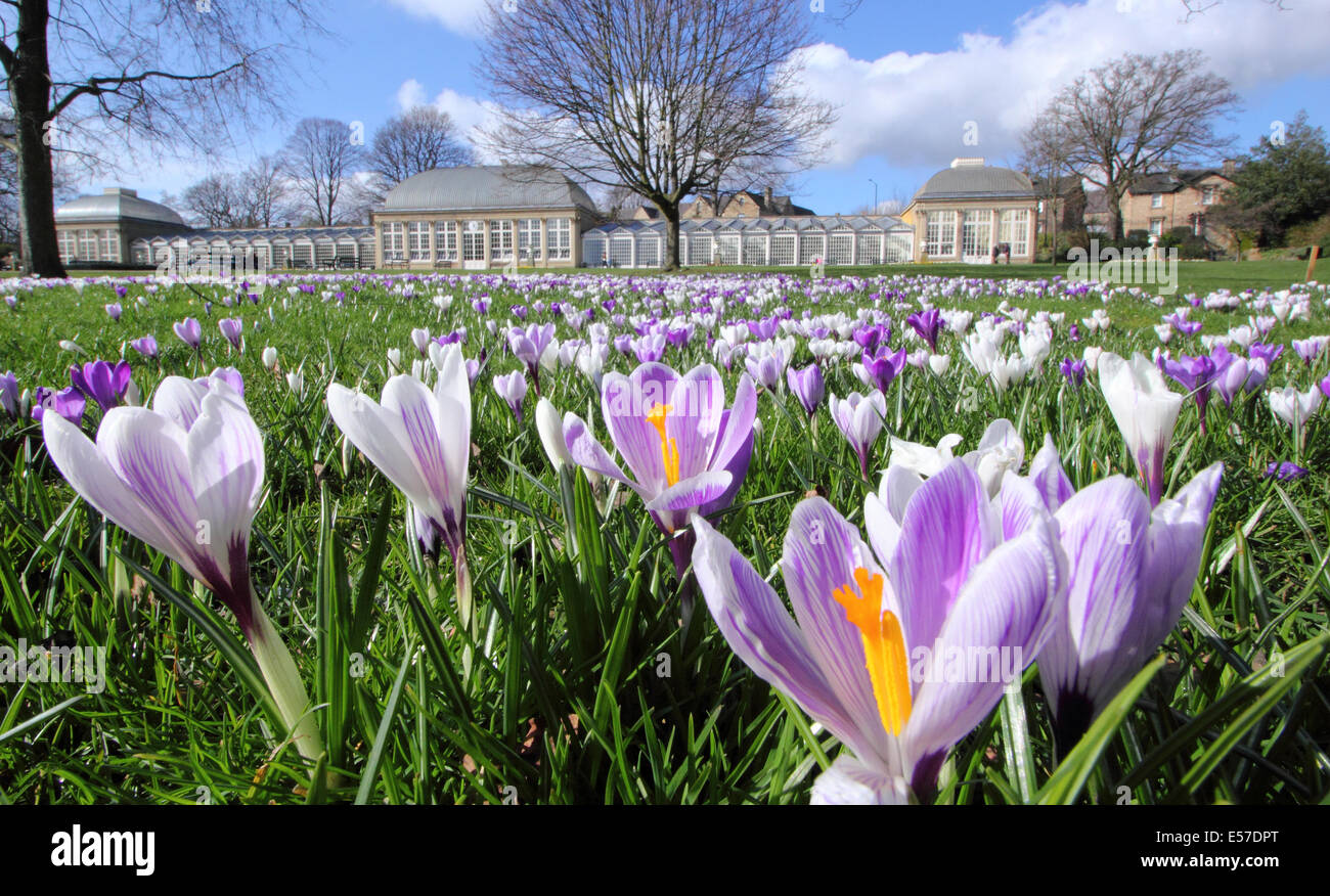 Crocuses in abundance hi-res stock photography and images - Alamy