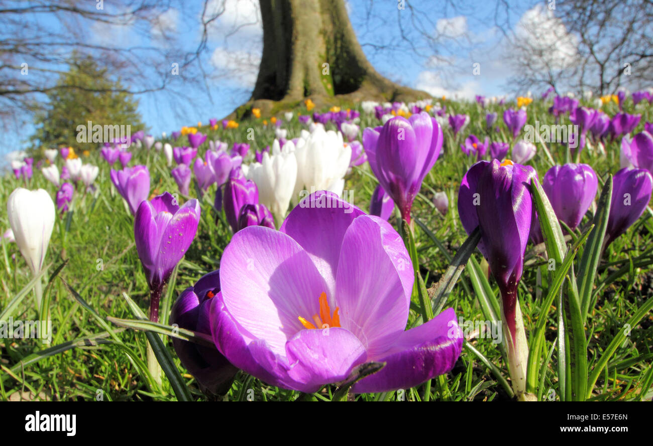 Crocuses growing in abundance beneath a tree at Sheffield Botanical ...