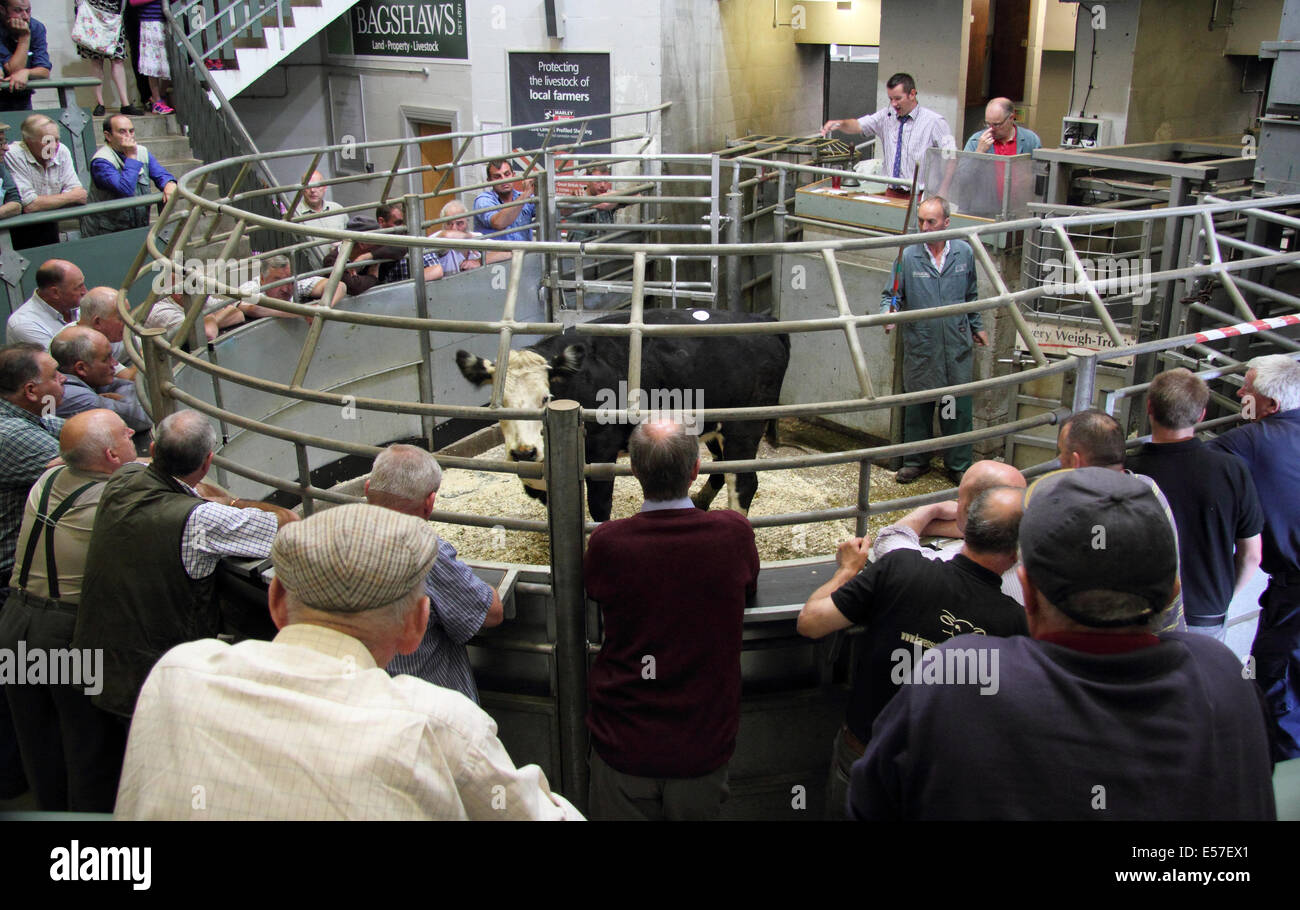 Livestock cattle market auction run by Bagshaws in action at the ...