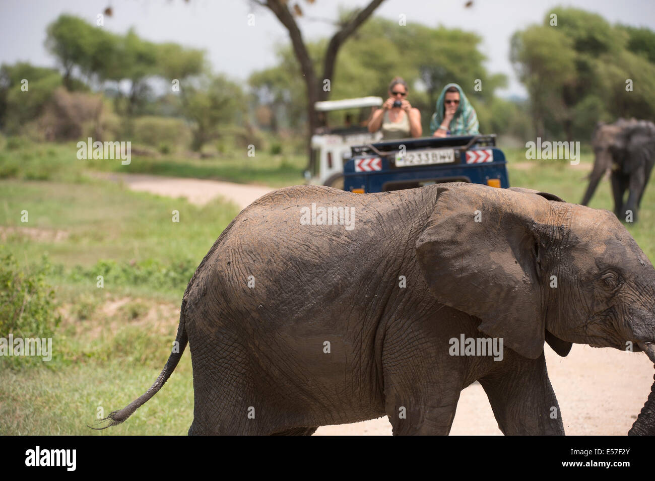 People watching an elephant in Tarangire national park Tanzania Stock ...