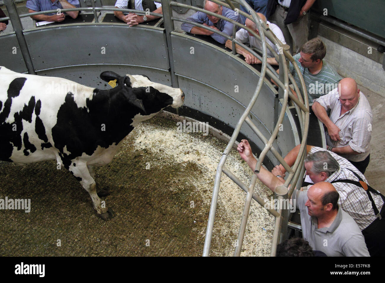 Livestock cattle market auction run by Bagshaws in action at the ...