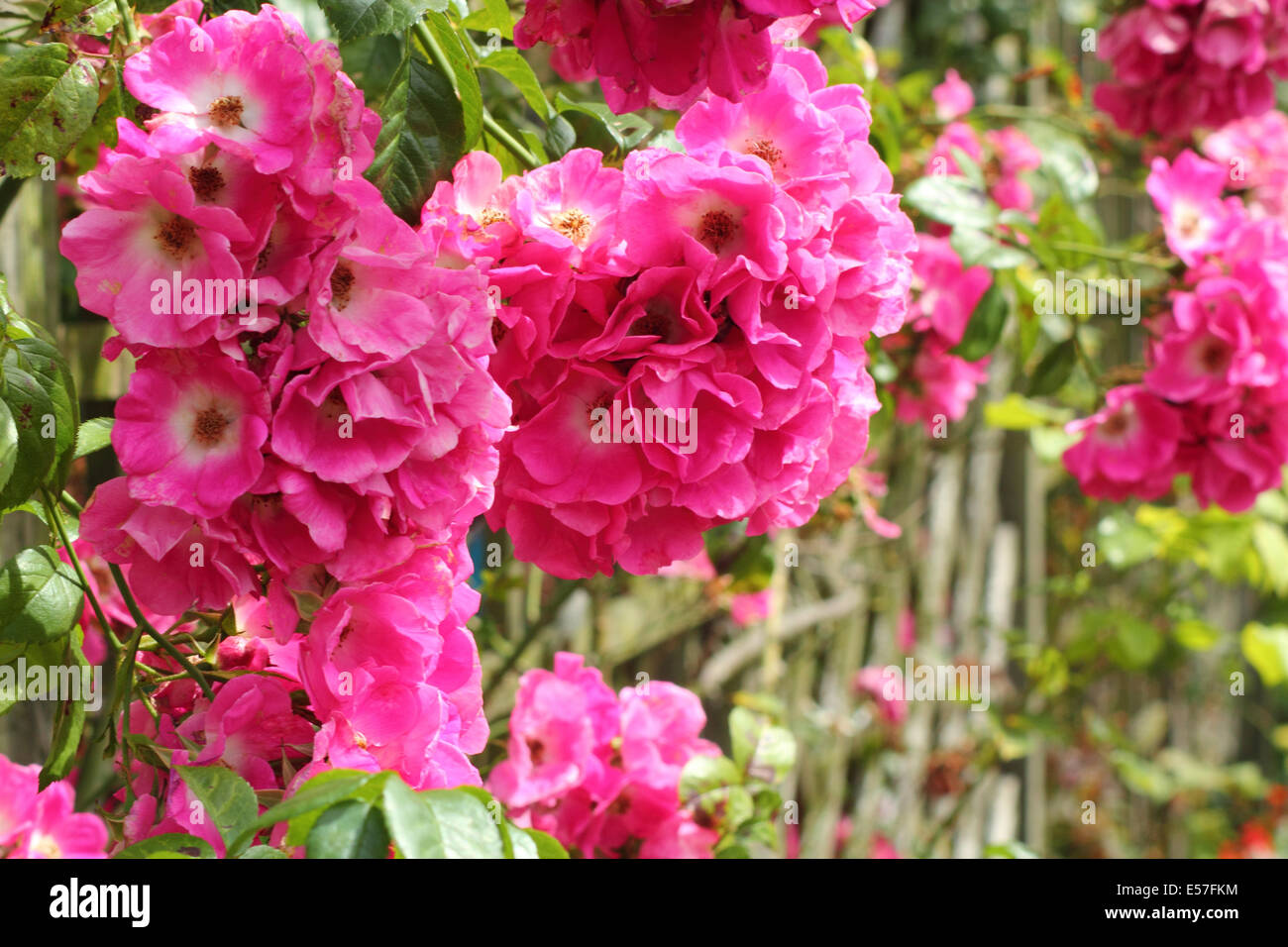 A pink rambling rose embellishes a trellis in a UK garden, England ...