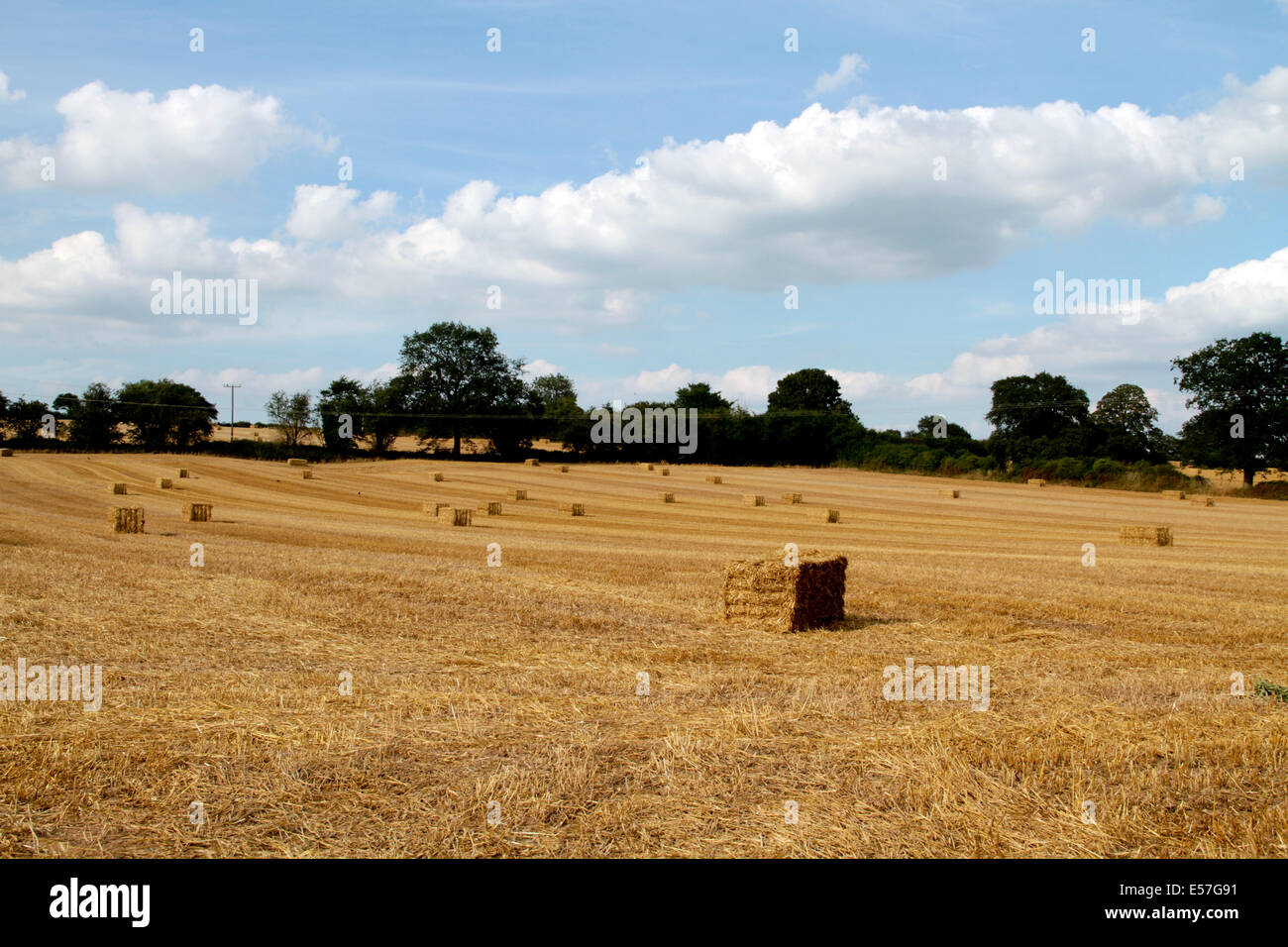 Square shaped bales of hay in a field Stock Photo - Alamy