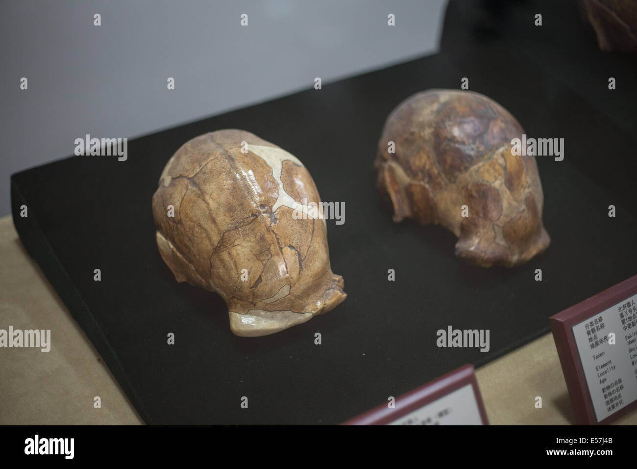 Sinanthropus pekinensis hi-res stock photography and images - Alamy